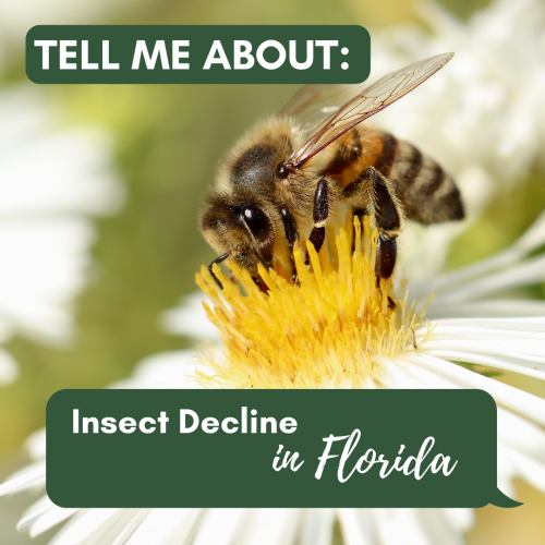 Tell Me About: Insect Decline – Thompson Earth Systems Institute