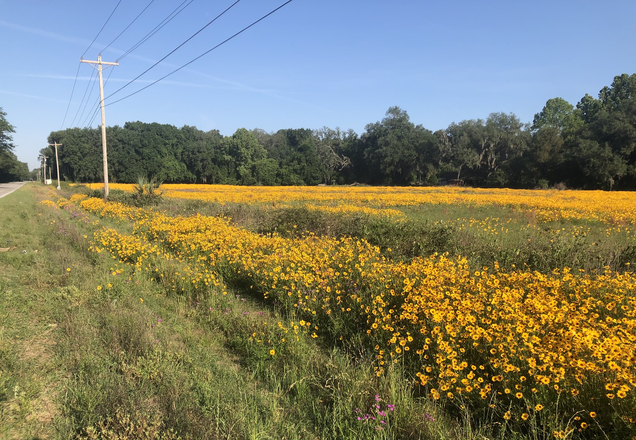 Action of the Week: Celebrate Florida Wildflower Day! – Thompson Earth ...