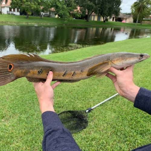 Tell Me About: Goldline Snakehead – Thompson Earth Systems Institute