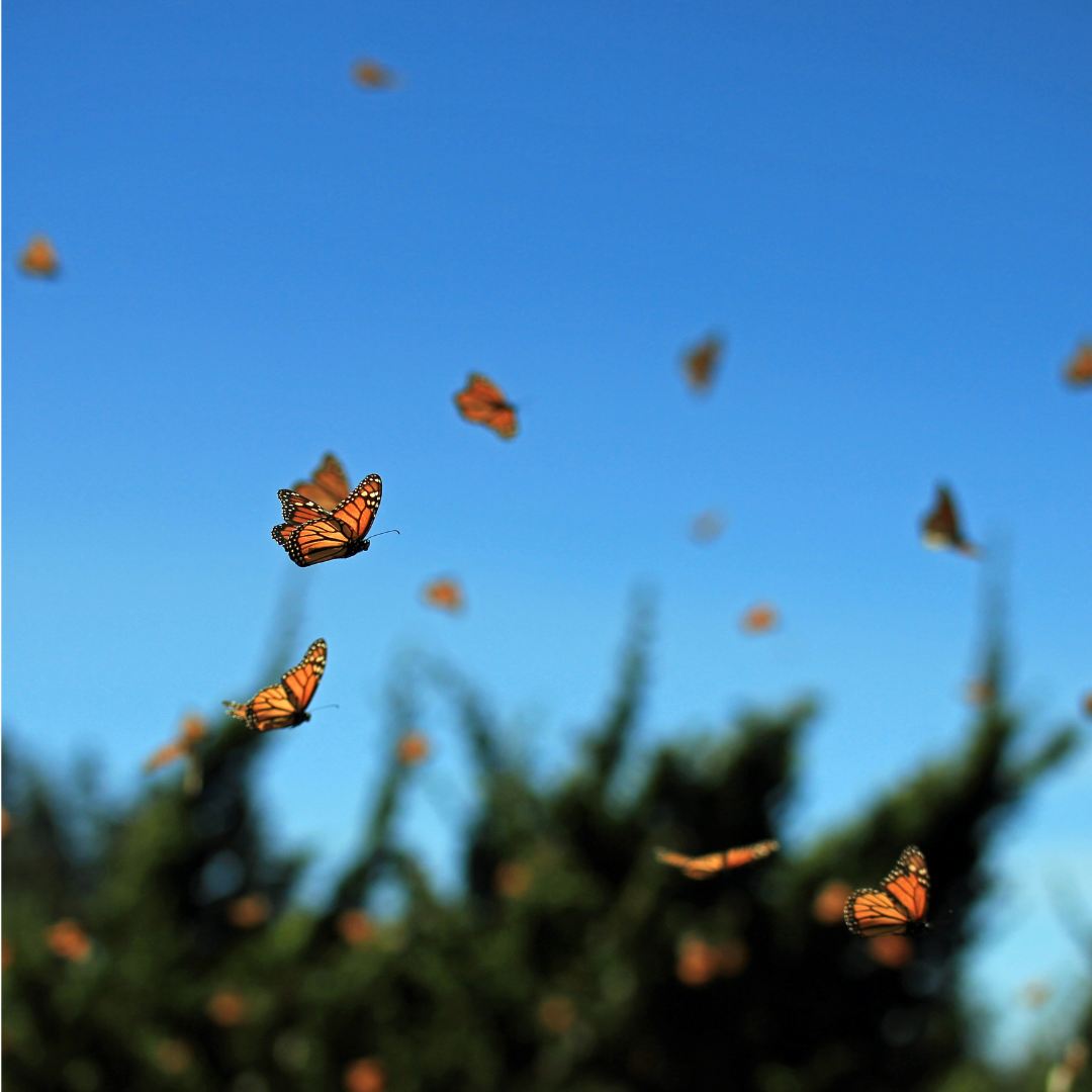 Action of the Week: Join the Insect Effect Bioblitz – Thompson Earth ...