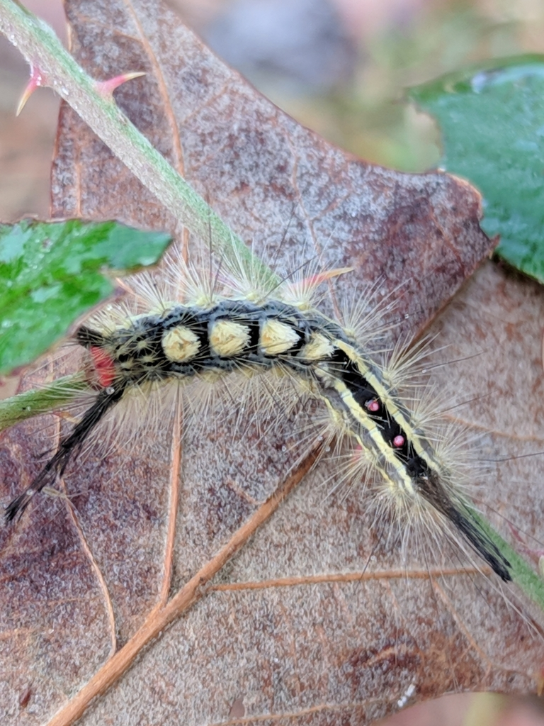 Tell Me About: Tussock Moth Caterpillars – Thompson Earth Systems Institute