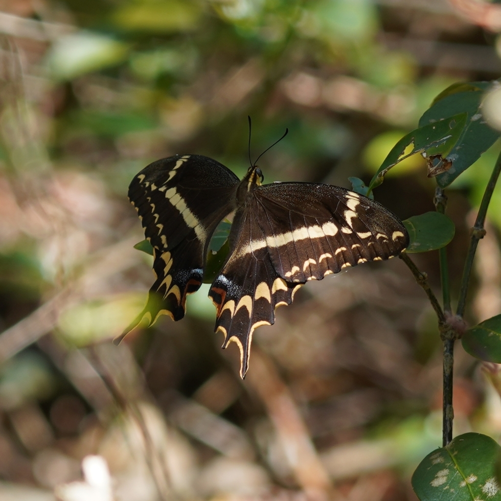Tell Me About: Schaus Swallowtail – Thompson Earth Systems Institute