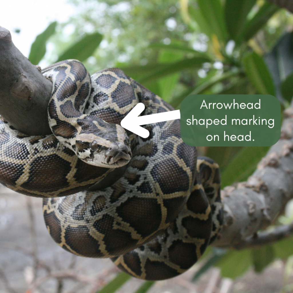 Tell Me About: Burmese Pythons – Thompson Earth Systems Institute