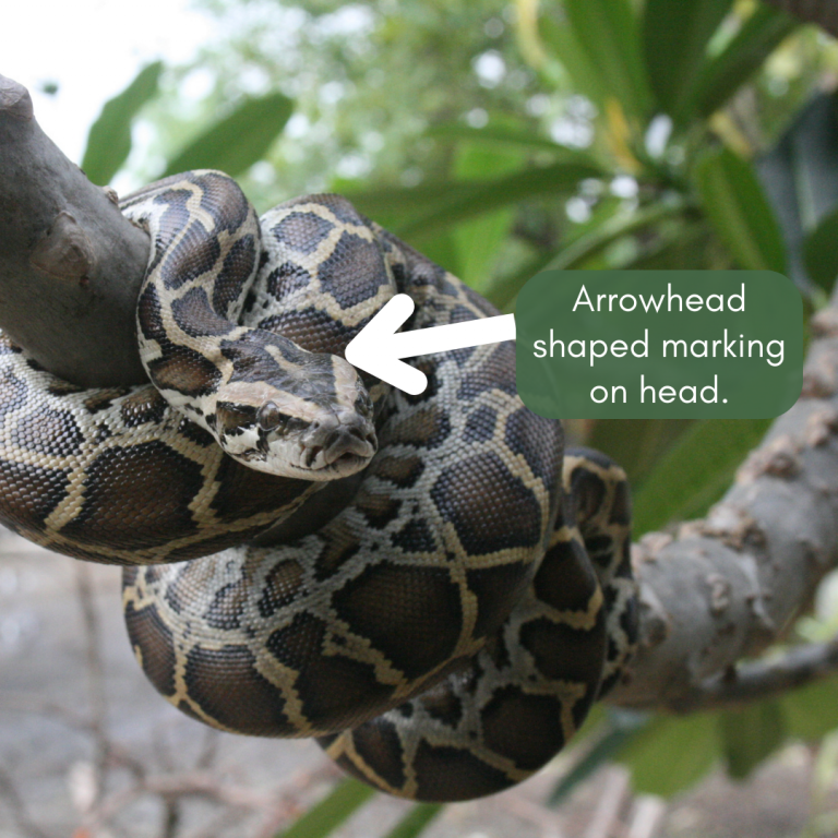Tell Me About: Burmese Pythons – Thompson Earth Systems Institute
