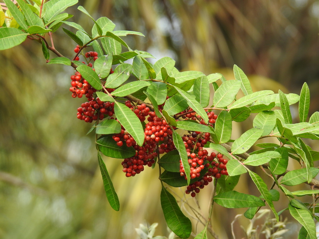 Tell Me About: Brazilian Peppertrees – Thompson Earth Systems Institute