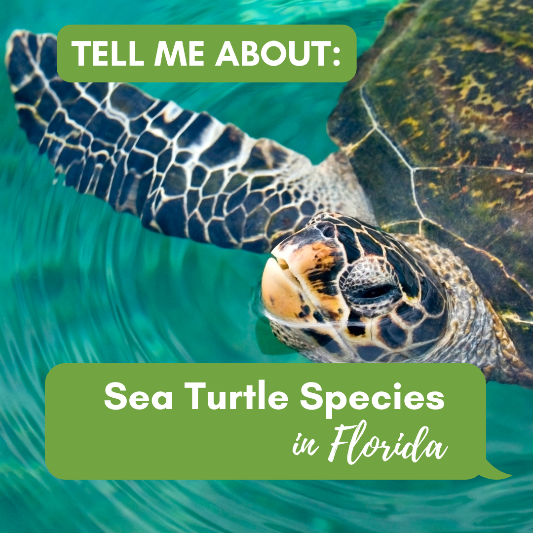 Celebrate World Sea Turtle Month throughout June! – Thompson Earth ...