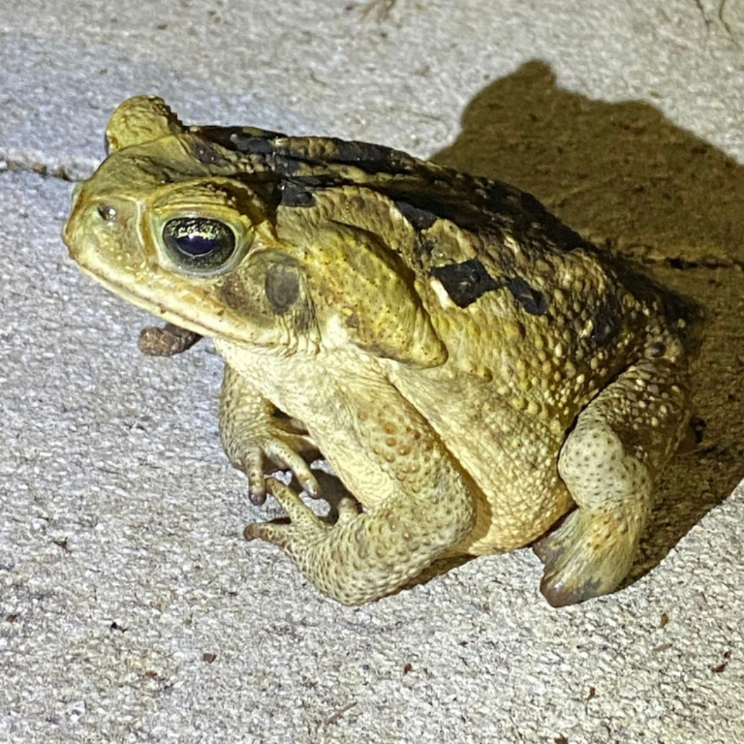 Tell Me About: Cane Toads in Florida – Thompson Earth Systems Institute