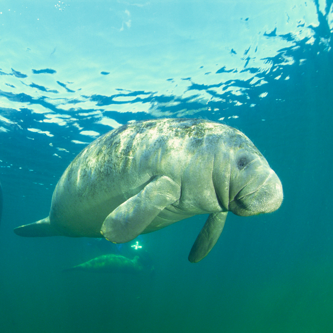 Action of the Week: Celebrate Manatee Awareness Month – Thompson Earth ...