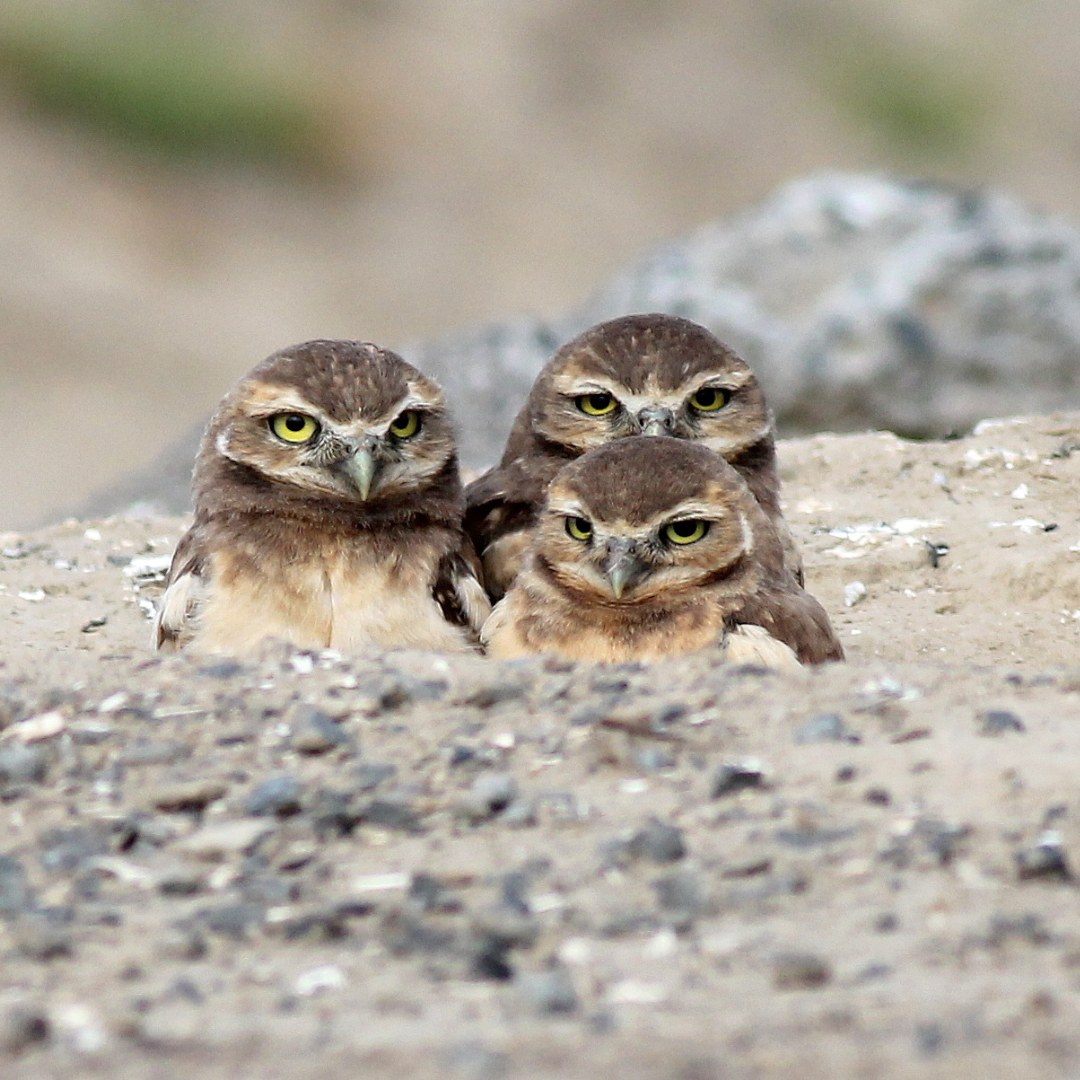 Tell Me About: Burrowing Owls – Thompson Earth Systems Institute