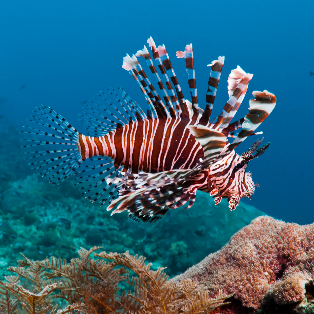 Tell Me About: Invasive Lionfish – Thompson Earth Systems Institute