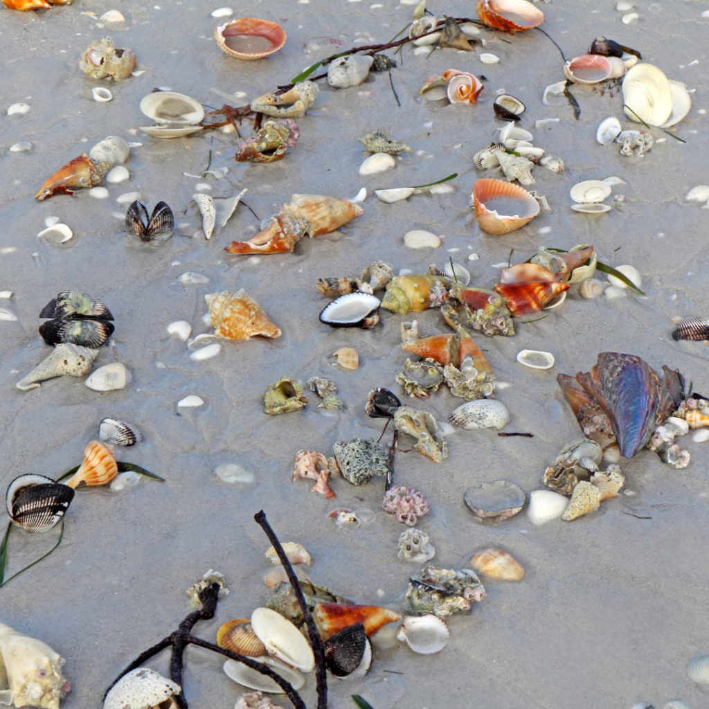 Action of the Week: Beachcombing – Thompson Earth Systems Institute