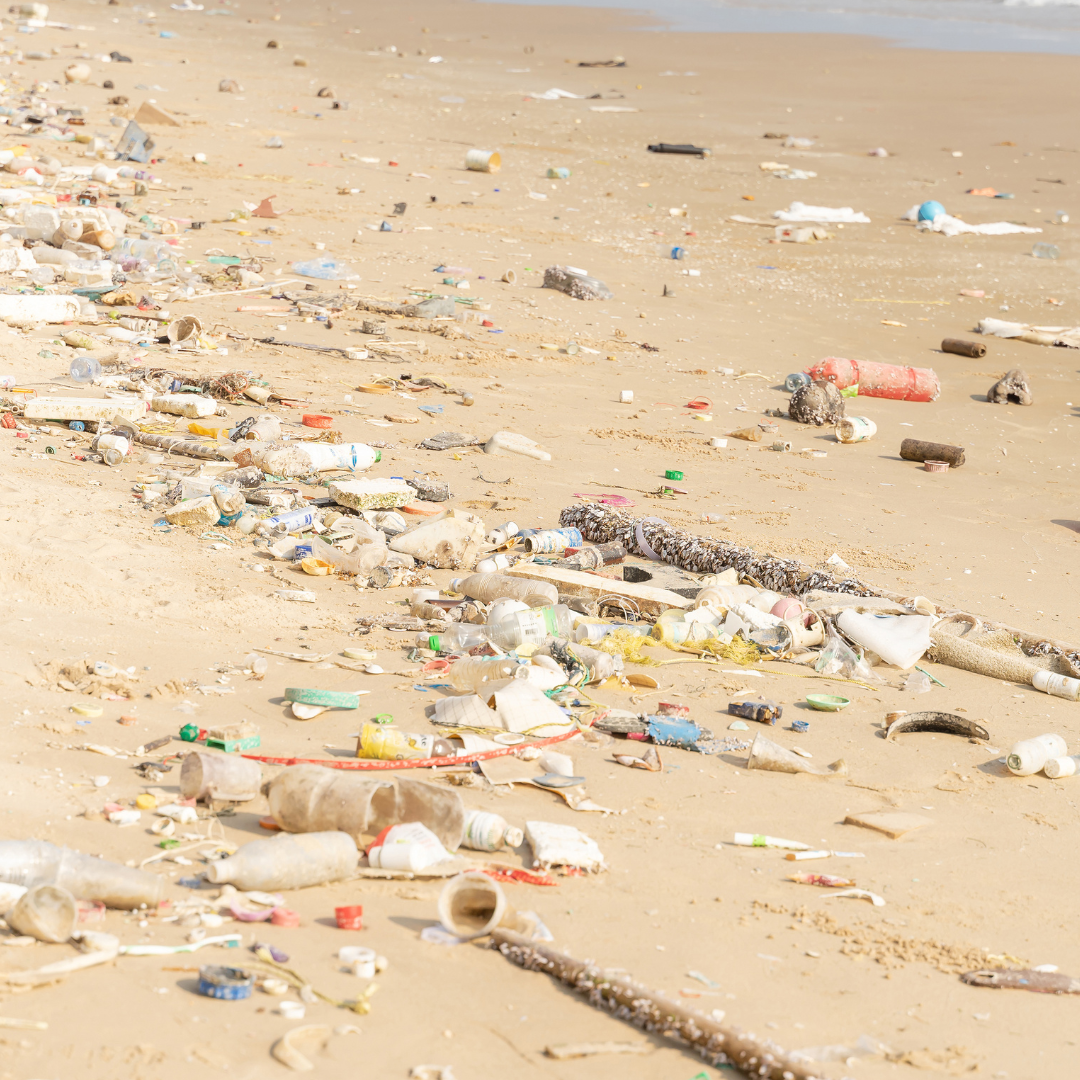 Action of the Week: Beachcombing – Thompson Earth Systems Institute