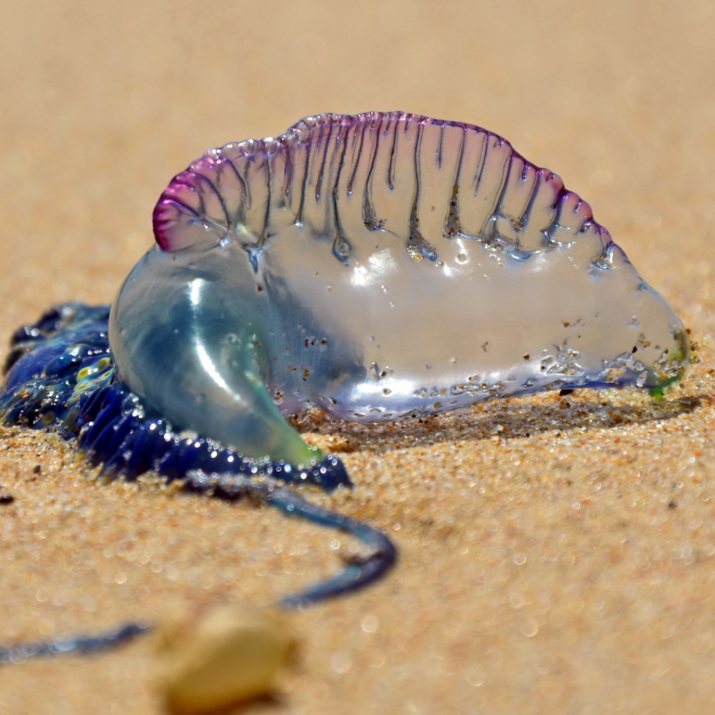 Action of the Week: Beachcombing – Thompson Earth Systems Institute