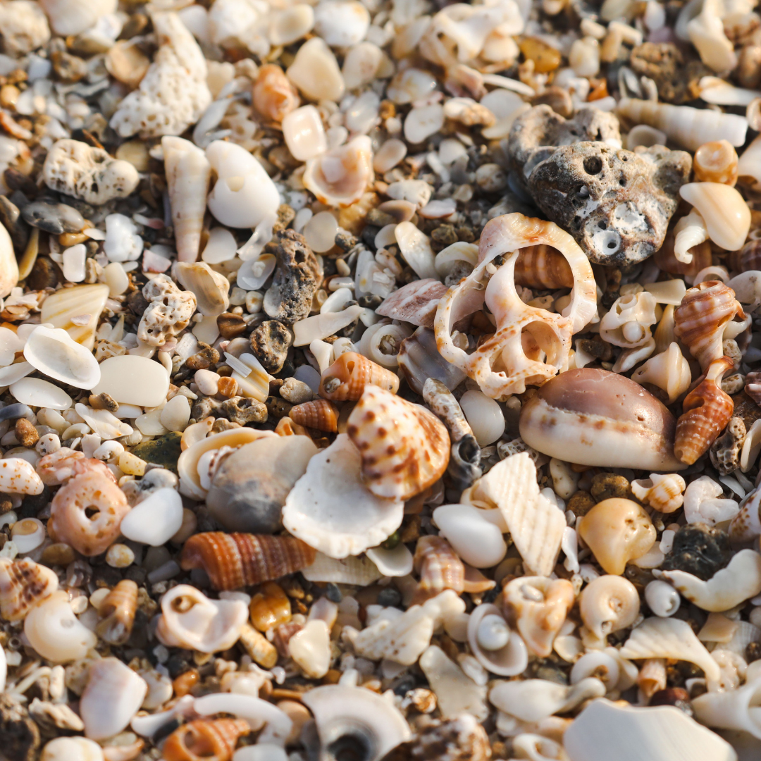 Action of the Week: Beachcombing – Thompson Earth Systems Institute