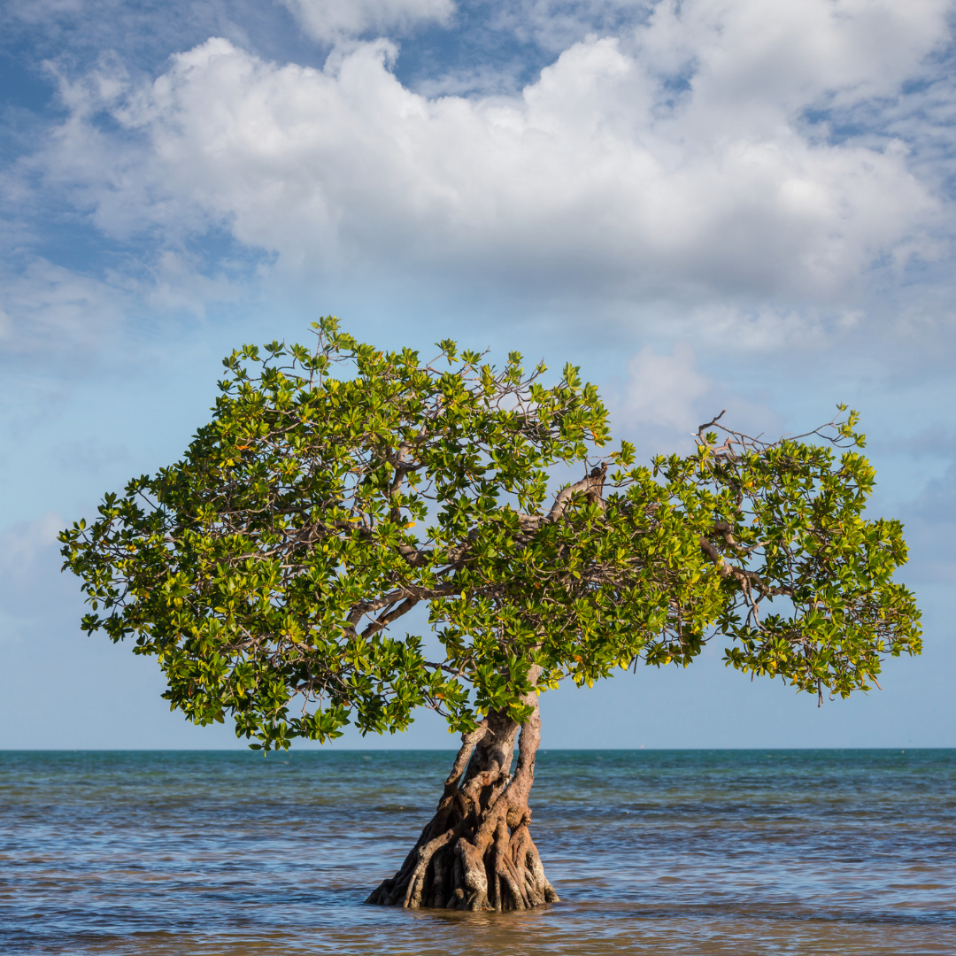 Tell Me About: Tropicalization – Thompson Earth Systems Institute