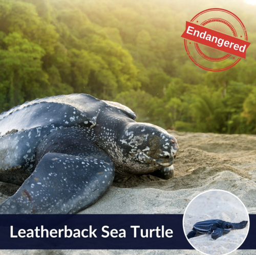 Celebrate World Sea Turtle Month throughout June! – Thompson Earth ...