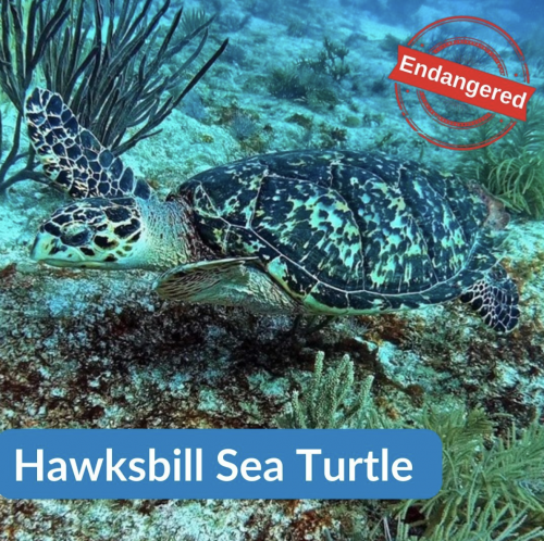 Celebrate World Sea Turtle Month throughout June! – Thompson Earth ...