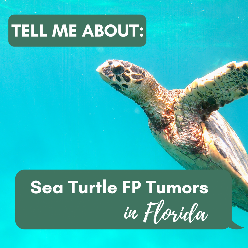 Celebrate World Sea Turtle Month throughout June! – Thompson Earth ...