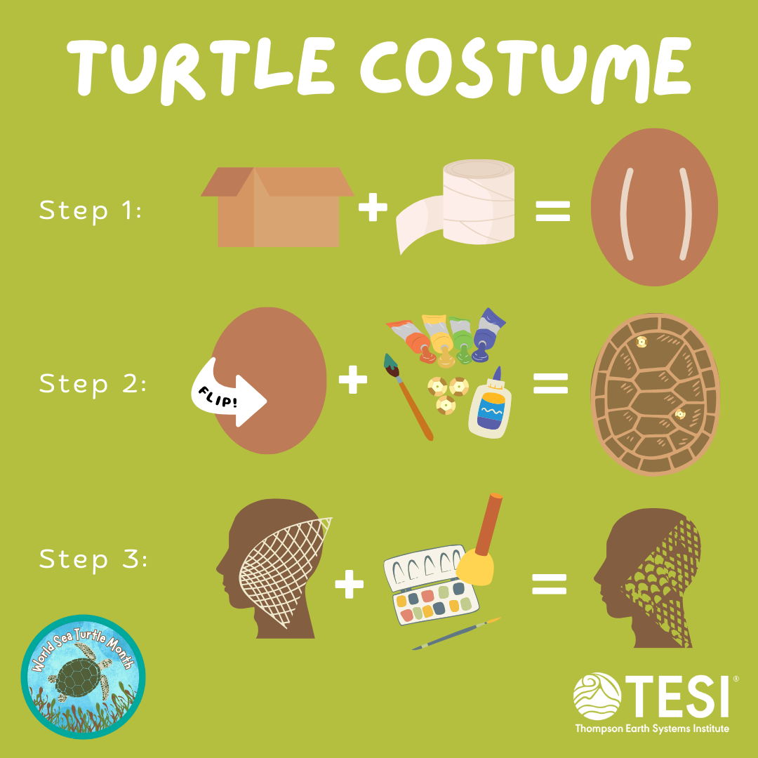 Celebrate Sea Turtles this Month with These Activities! – Thompson ...