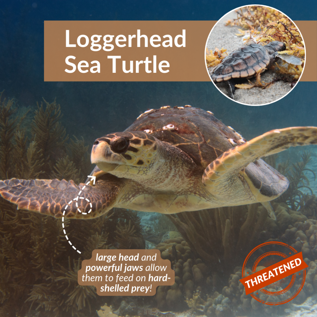 Celebrate World Sea Turtle Month throughout June! – Thompson Earth ...