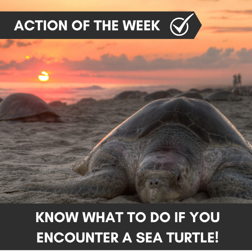 Celebrate World Sea Turtle Month throughout June! – Thompson Earth ...