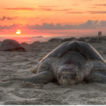 Action of the Week: Know What to Do if You Encounter a Sea Turtle ...