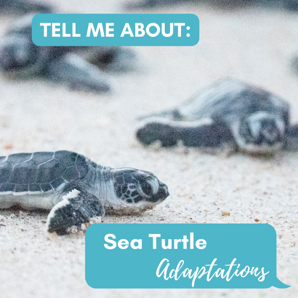 Celebrate World Sea Turtle Month throughout June! – Thompson Earth ...
