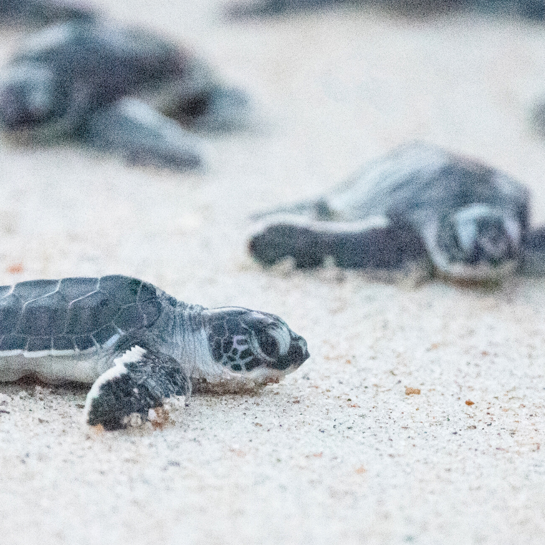 Tell Me About: Sea Turtle Adaptations – Thompson Earth Systems Institute