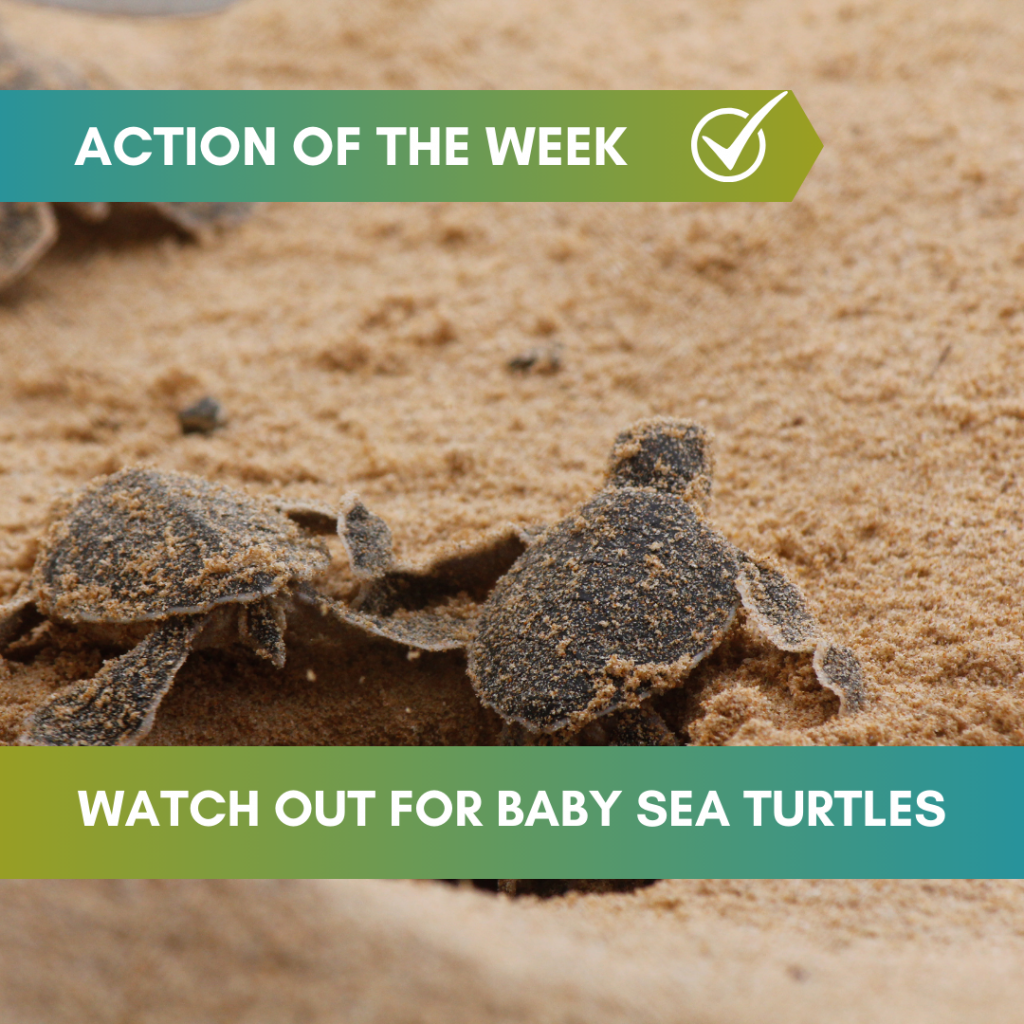 Celebrate World Sea Turtle Month throughout June! – Thompson Earth ...