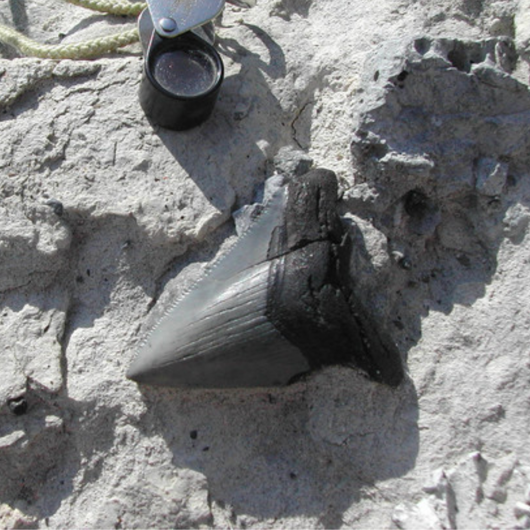 Tell Me About: Finding Fossils – Thompson Earth Systems Institute