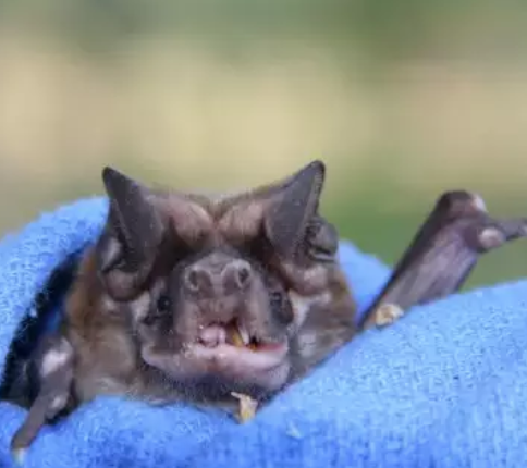 Action of the Week: Protect Florida’s Bats – Thompson Earth Systems ...