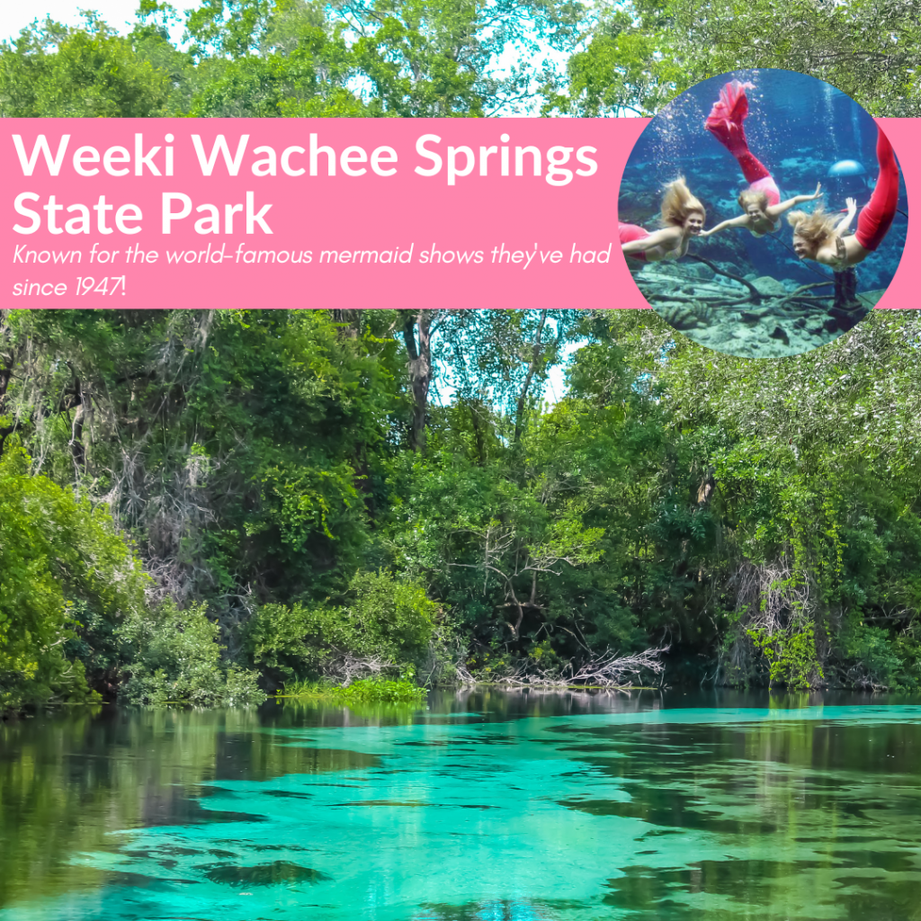 The Swamp for the Springs – Thompson Earth Systems Institute