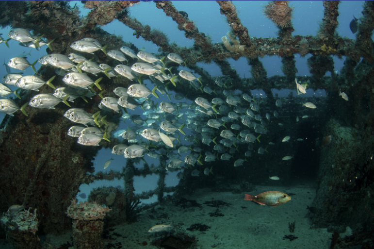 Tell Me About: Artificial Reefs – Thompson Earth Systems Institute
