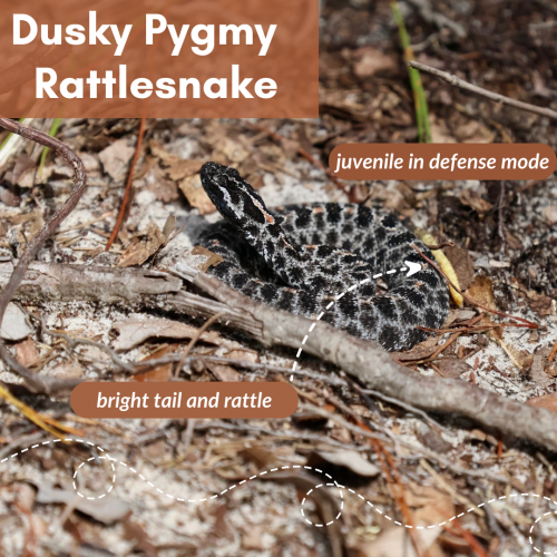 Levi Hoskins – Thompson Earth Systems Institute