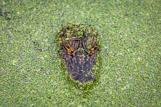 Apply for Native vs Invasive Species Teacher Professional Development ...