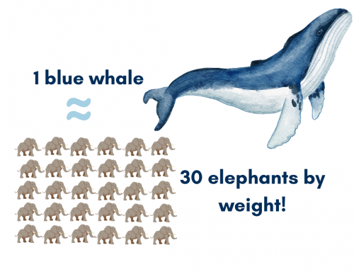 Tell Me About: Whale Falls – Thompson Earth Systems Institute