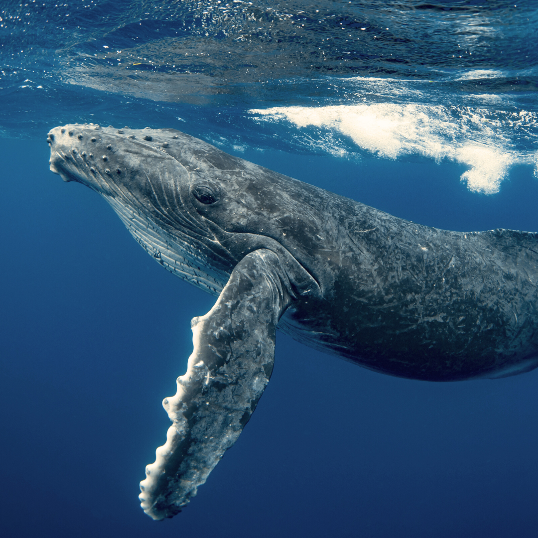 Tell Me About: Whale Falls – Thompson Earth Systems Institute