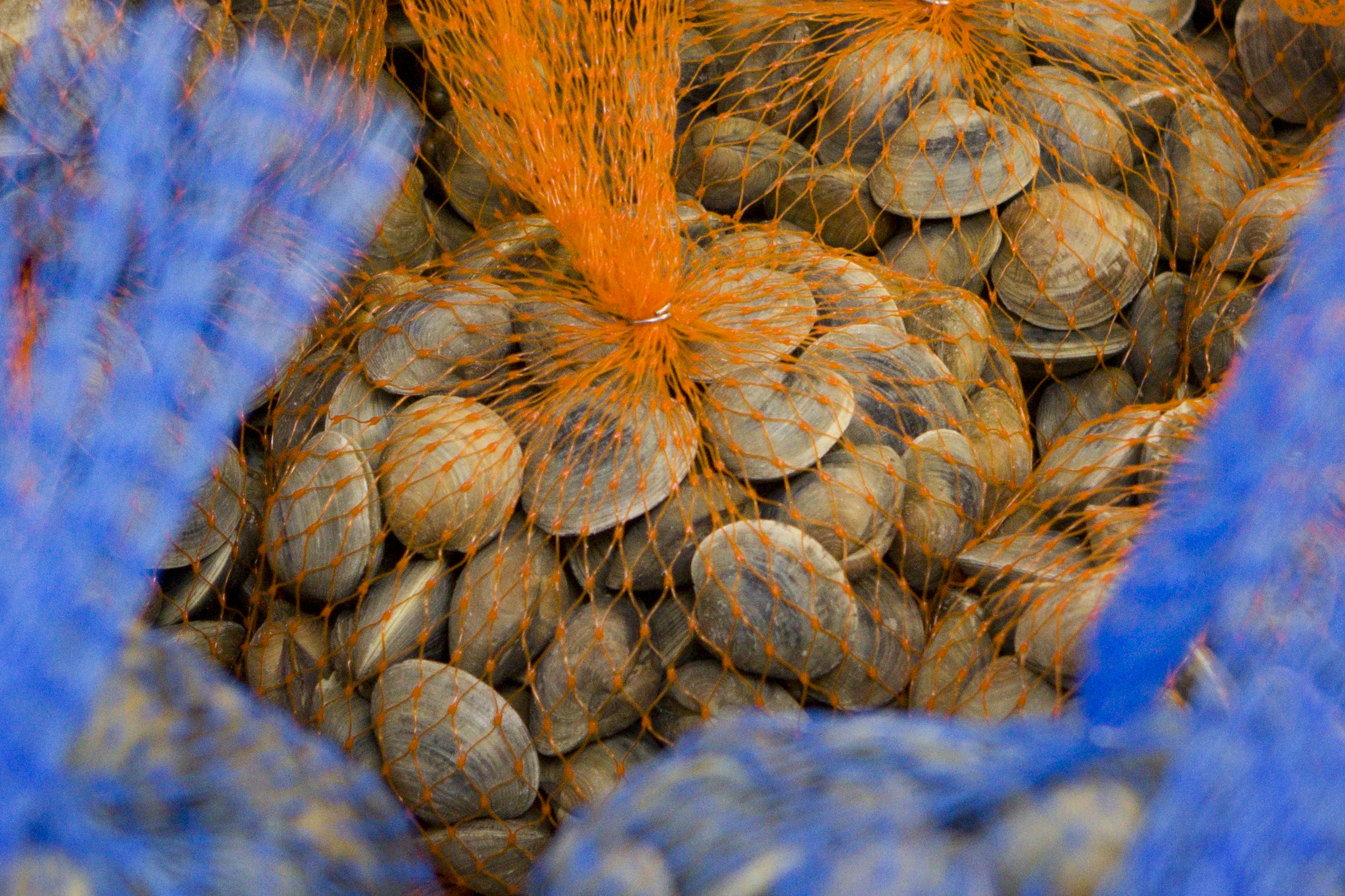 Saving Florida’s Clam Farms – Thompson Earth Systems Institute