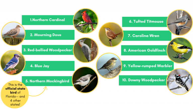 Action of the Week: Set up a bird feeder! – Thompson Earth Systems ...