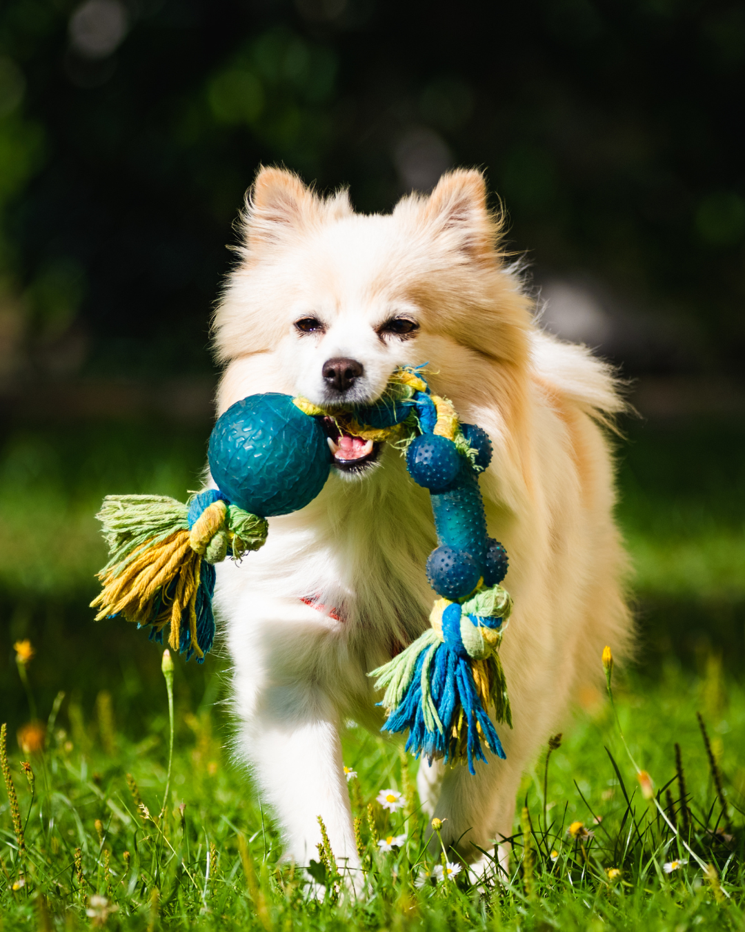 Action of the Week: Make a Zero-Waste Dog Toy – Thompson Earth Systems ...