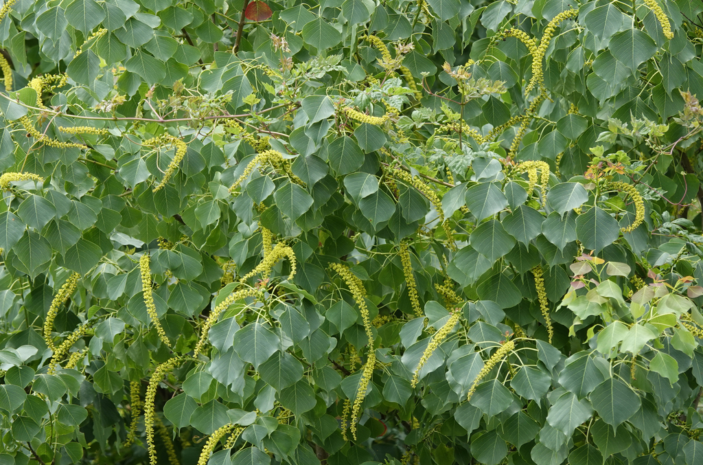 Tell Me About: Chinese Tallow – Thompson Earth Systems Institute