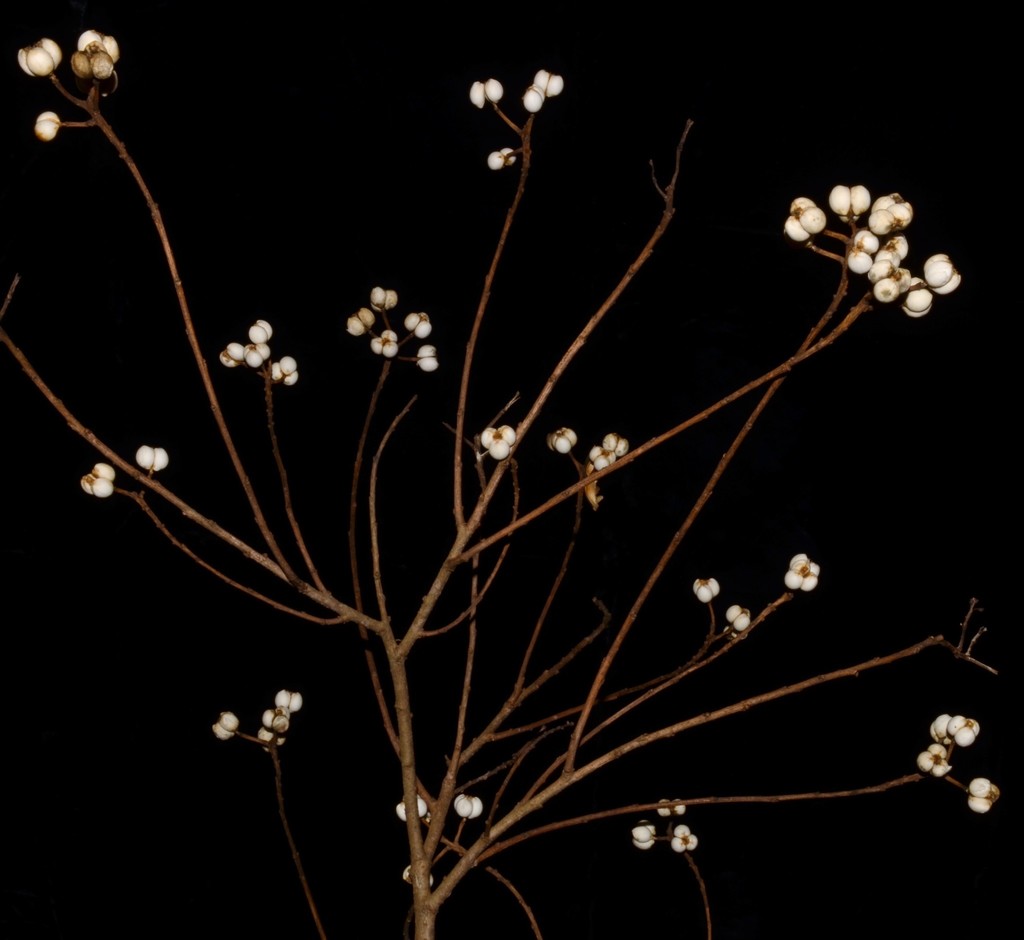 Tell Me About: Chinese Tallow – Thompson Earth Systems Institute