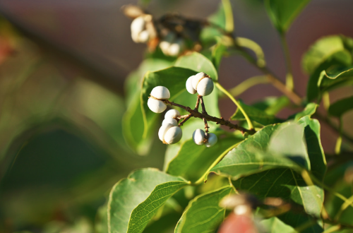 Tell Me About: Chinese Tallow – Thompson Earth Systems Institute