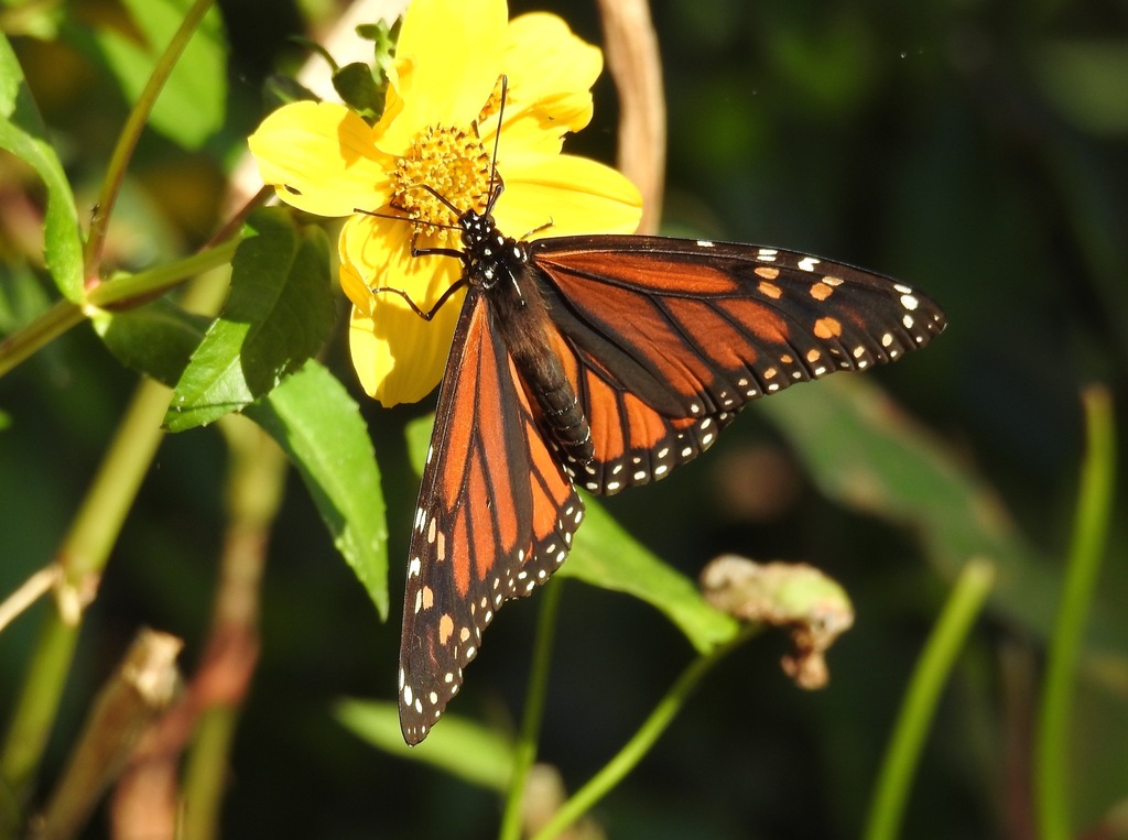Tell Me About: Florida Monarchs – Thompson Earth Systems Institute