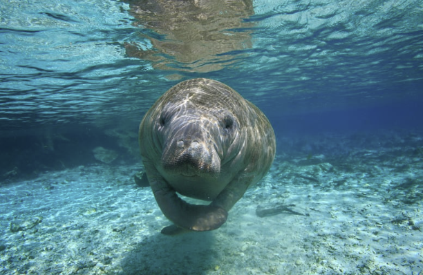 Solving the Mystery of the Missing Manatee – Thompson Earth Systems ...