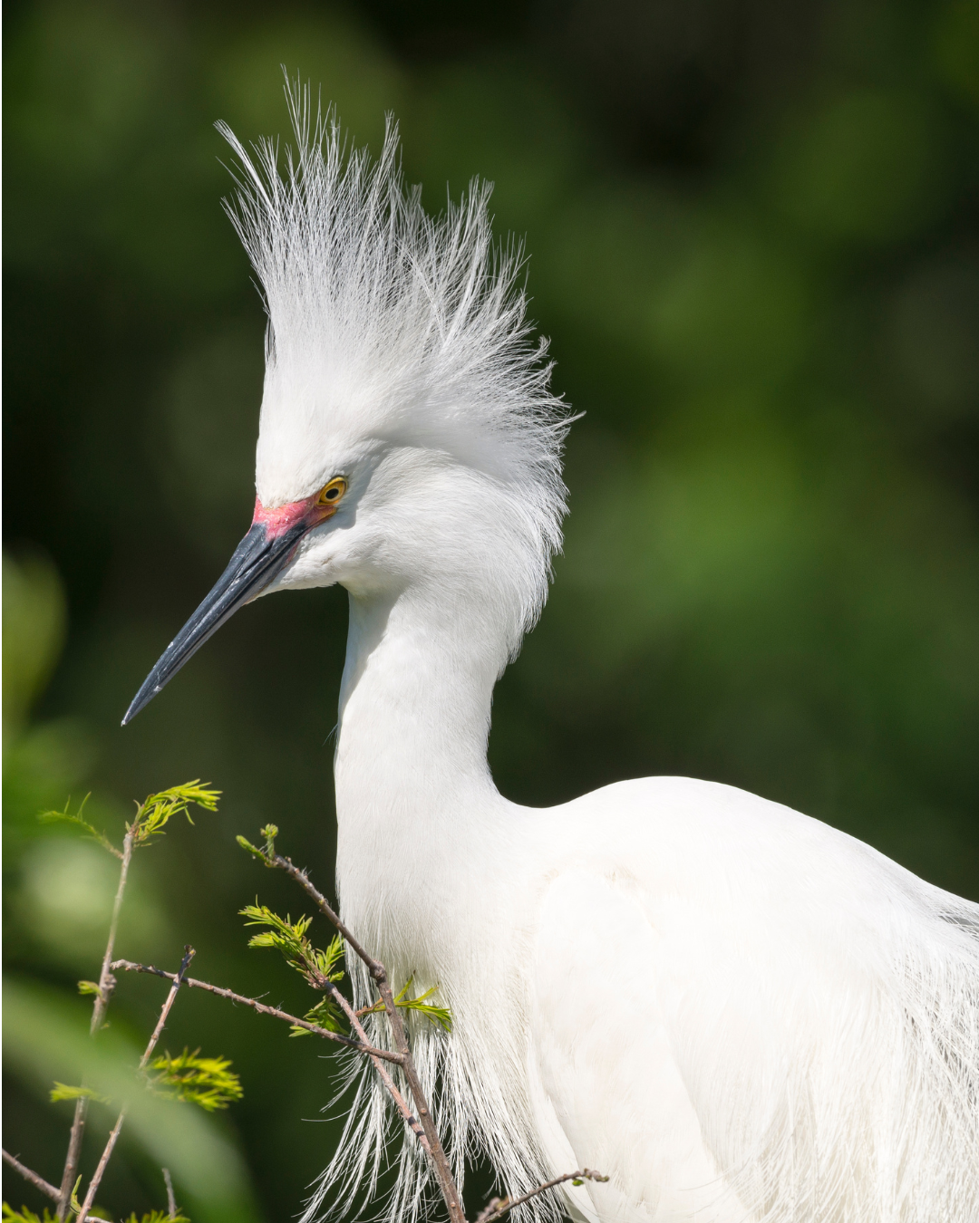 Tell Me About: Bird Plumage – Thompson Earth Systems Institute