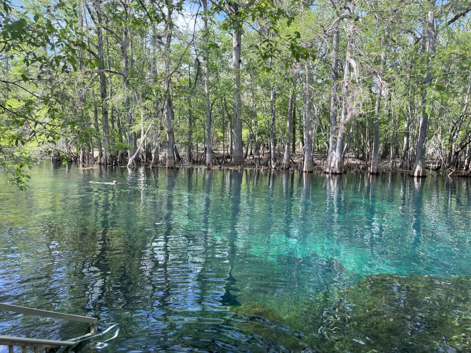 Swamp for the Springs Team Visits Manatee Springs – Thompson Earth ...