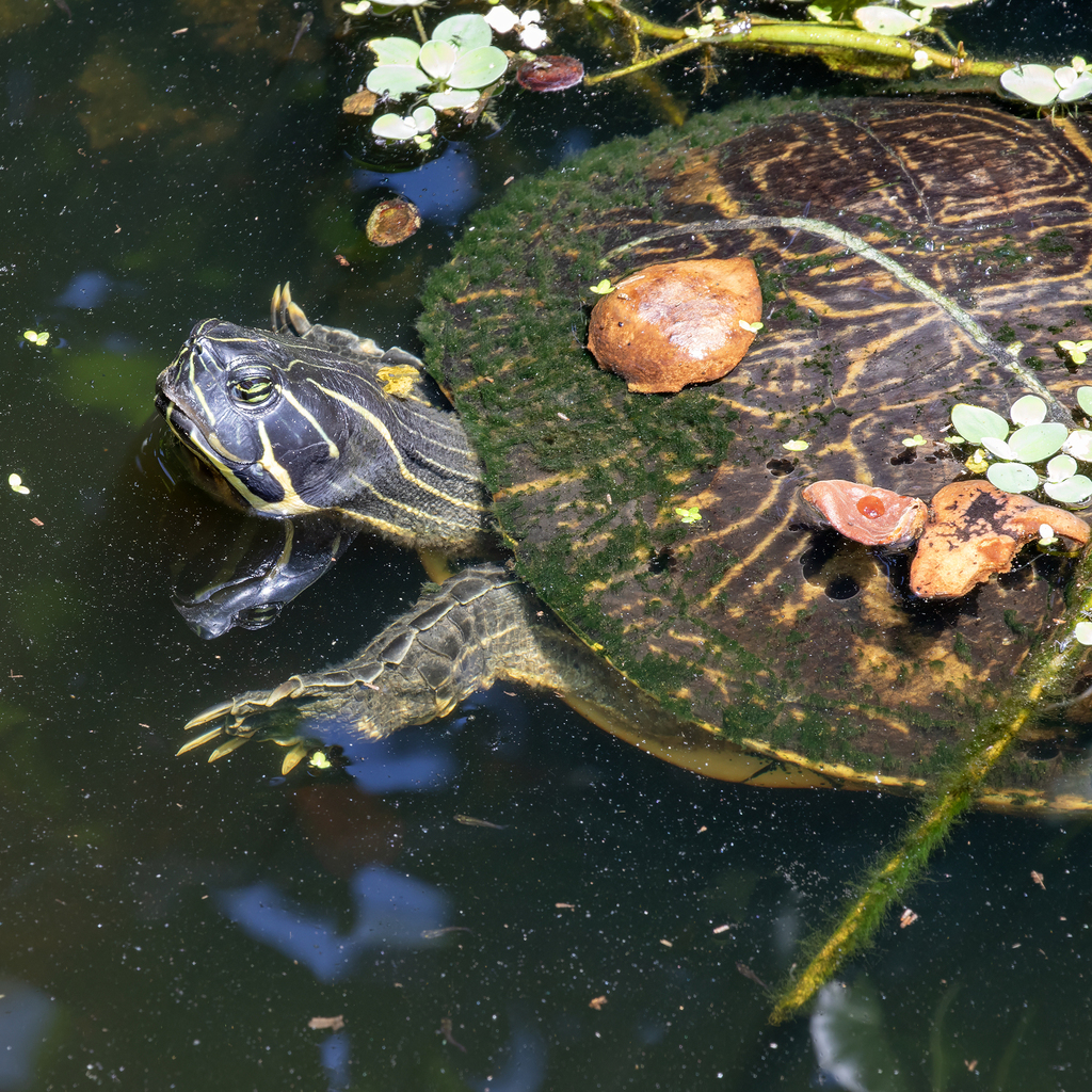Tell Me About: World Turtle Day – Thompson Earth Systems Institute