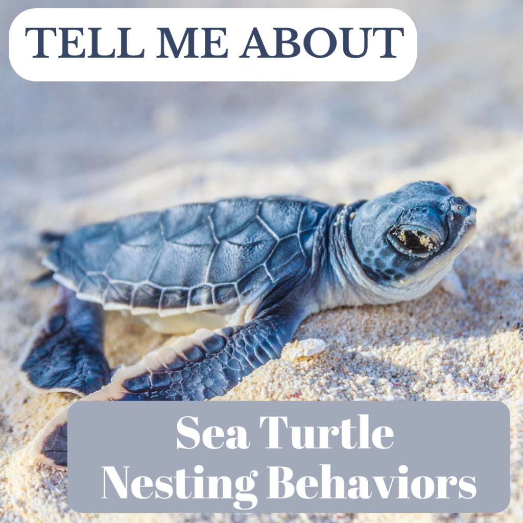 Celebrate World Sea Turtle Month throughout June! – Thompson Earth ...
