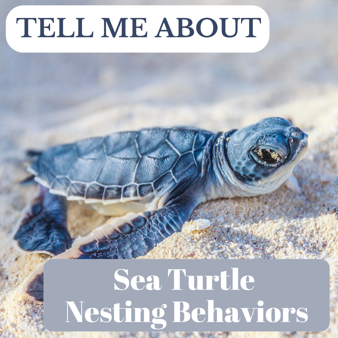 Celebrate World Sea Turtle Month throughout June! – Thompson Earth ...